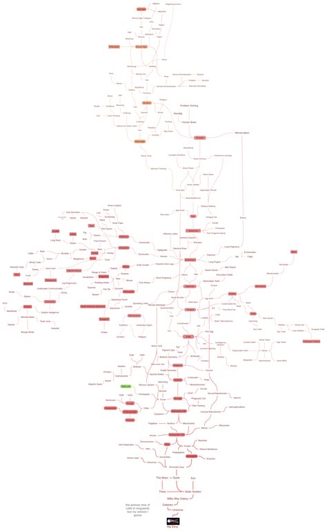 The Primary Tree Of Cells To Singularity But My Version I Guess Big Bang