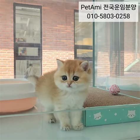 잠실고양이분양 브리티쉬숏헤어분양 Youtube