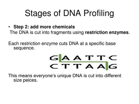PPT DNA Profiling PowerPoint Presentation Free Download ID
