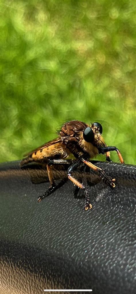 Frog Identification Rherpetology