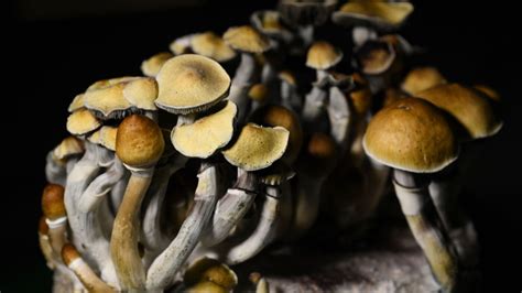Psilocybin Mushrooms Are Most Popular Psychedelics In Us Studies