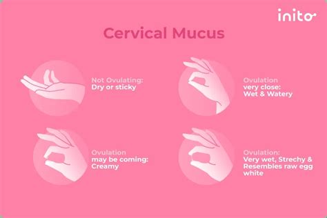 What Does Your Cervical Mucus Tell You About Your Body