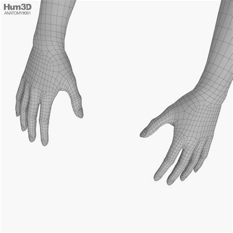 여성의 손 D 모델 해부학 on Hum D