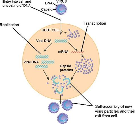 Viral Html ViralReproCycle L