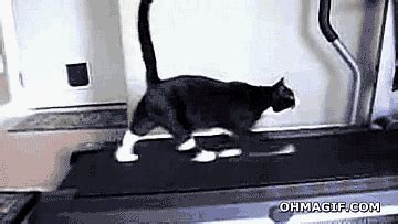 Animated  Cat Running