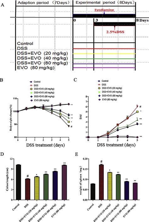 Evo Ameliorated Dss Induced Colitis In Mice A An Experimental Model Download Scientific