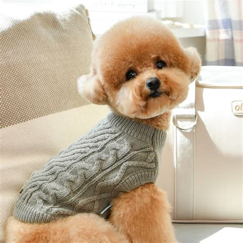 갈색 강아지 옷 추천 15가지 어떤 색이 찰떡같이 어울릴까 비마이펫 라이프