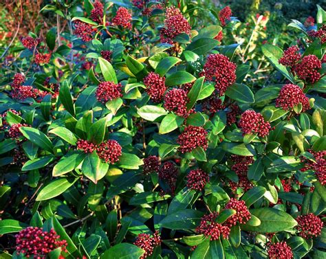 Comment Cultiver La Skimmia Planter Et Prendre Soin Des Skimmias Kdmw