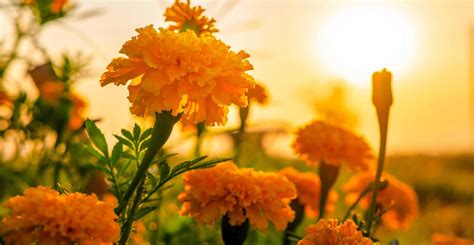 Marigold Photography