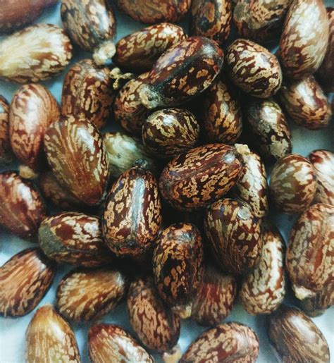 Castor Oil Seeds Rangamalai Organic Farms Rof Manvasanai