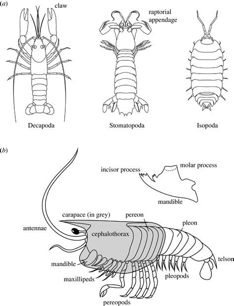 Do Insects And Crustaceans Have Exoskeletons