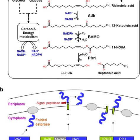 Effect Of Combination Of Pelb Signal Sequences With Pfe1 On ω Hua Download Scientific Diagram
