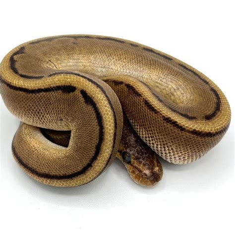 What Is A Pinstripe Ball Python At Pamela Bentley Blog What Is A Pinstripe Ball Python At Pamela Bentley Blog
