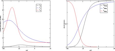 from neuron to neural networks dynamics