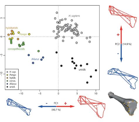 Procrustes Analysis Of 20 Landmarks On Complete Right Third Download Scientific Diagram