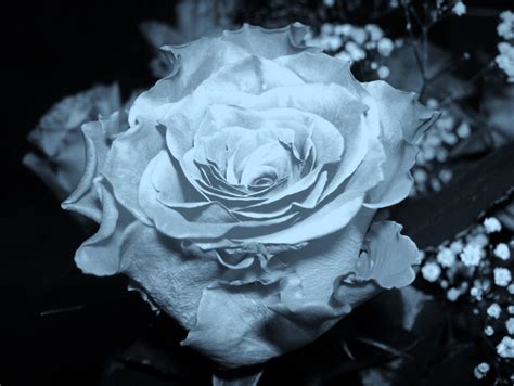 배경 화면 화이트 검은 단색화 사진술 장미 꽃 봄 조화 미술 장면 일 Bw 플로라 어둠 꽃잎 순간 감각 컴퓨터 벽지 검정색과 흰색 흑백