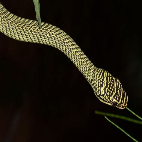 Asia Spesies Snake Classification Dataset And Pre Trained Model By