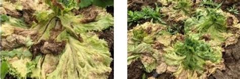 Identification Of Pythium Wilt Of Lettuce In The Field Salinas Valley Agriculture