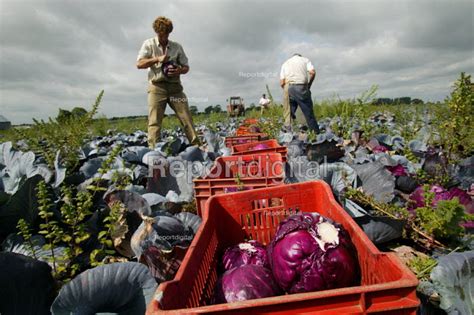Picking Red Cabbages By Hand Vale Of Evesham 04 Sep 2004