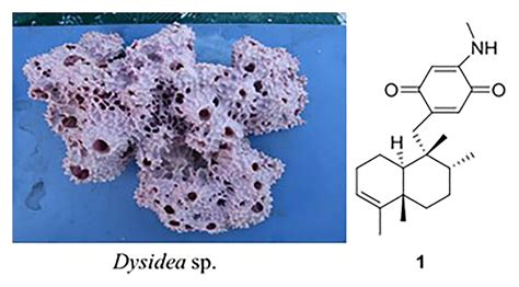 Cytotoxic Sesquiterpenoid Quinones From South China Sea Sponge Dysidea