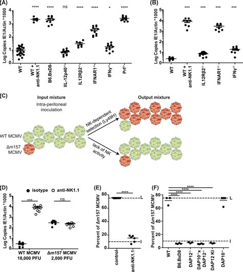 Nk Cells Specifically Control Mcmv Infection Via Cytotoxic Effector