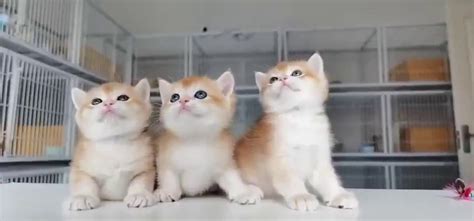 수입묘 프리미엄1 전국 고양이분양 브리티쉬숏헤어 먼치킨 전문 Band Page