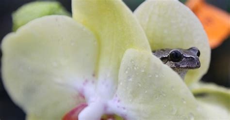 꽃 사이로 모습 드러낸 개구리