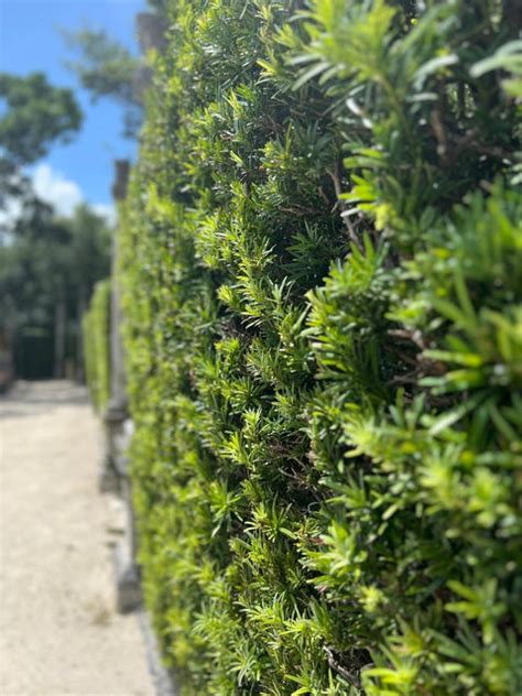 Podocarpus For Sale Plantology Usa