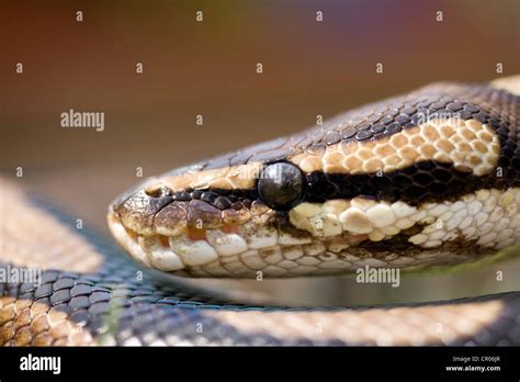 Python Teeth Hi Res Stock Photography And Images Alamy