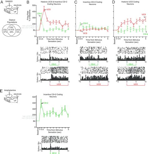 Distinct Neural Populations And Firing Signatures Track Liking Vs