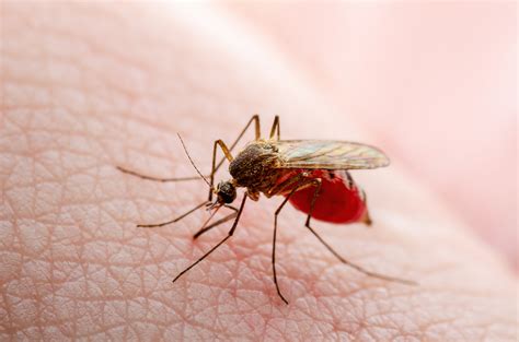 Dengue Virus Symptoms And Causes Explained Newsweek
