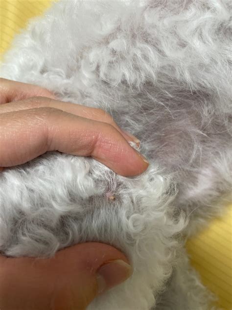 강아지 피부 지식in