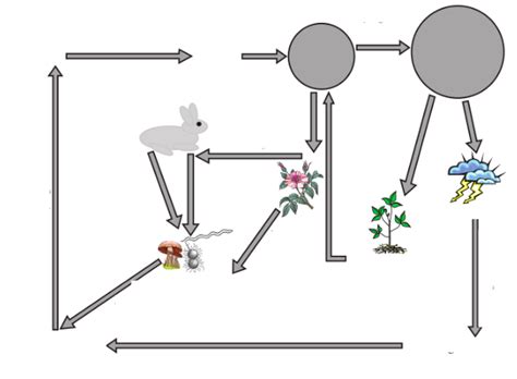 Nitrogen Cycle Diagram Quizlet