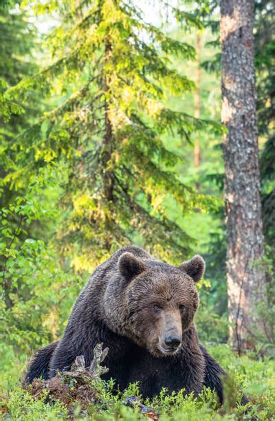 370 Beruang Cokelat Siberia Foto Foto Foto Stok Potret And Gambar Bebas Royalti Istock