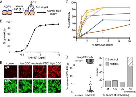 Heterogeneity In Complement Dependent Cytotoxicity Cdc Produced By Download Scientific