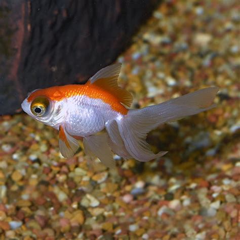 Telescope Goldfish Assorted Tropical Fish For Freshwater Aquariums