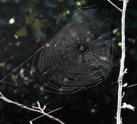 Premium Photo A Large Spider Web Between The Branches Of A Tree