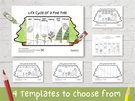 PINE TREE Life Cycle Foldable Templates Christmas Tree Life Etsy