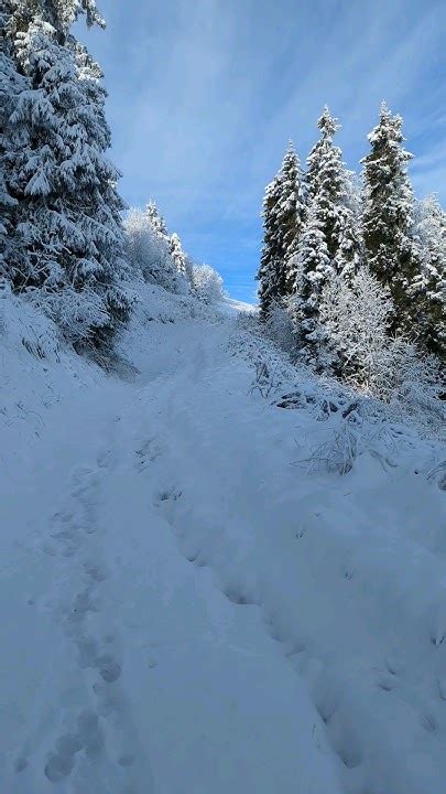 Тростян засипало снігом Youtube