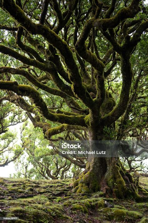 월계수 숲에 있는 거대하고 신비롭게 보이는 녹색의 이끼 낀 Eldar 월계수 나무의 낮은 각도 보기 Fanal Forest 마데이라 섬 포르투갈 유럽 0명에 대한 스톡 사진