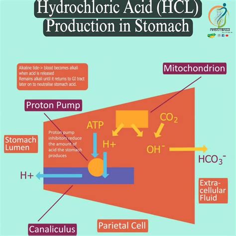Physiotriveda Hcl Is Produced By The Parietal Cells Of