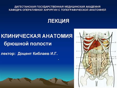 Клиническая анатомия брюшной полости презентация онлайн