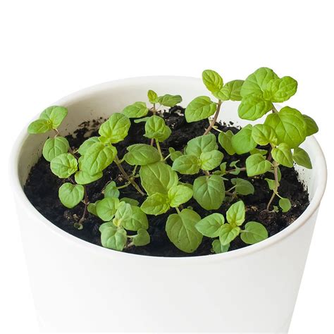 Growing Mint From Seed