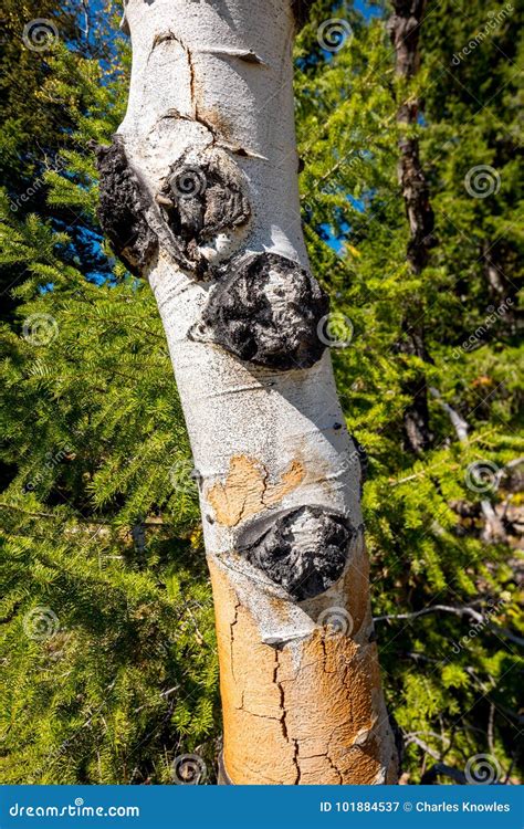 Old Aspen Tree With Rust Colored Bark And Pine Tree Stock Image Image