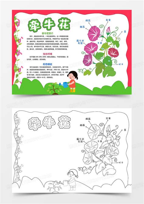 牵牛花植物生长过程分解手抄报小报电子模板下载 小报 图客巴巴