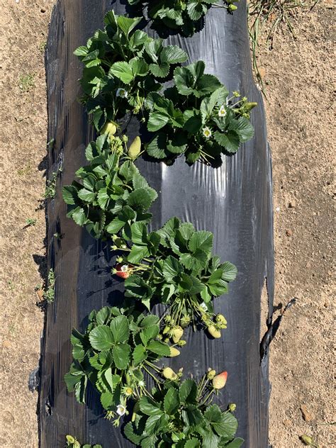 Strawberry Ripeness Object Detection Dataset V3 2023 04 15 1253pm By Thor0177