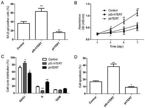 Human Telomerase Reverse Transcriptase Htert Modulates The