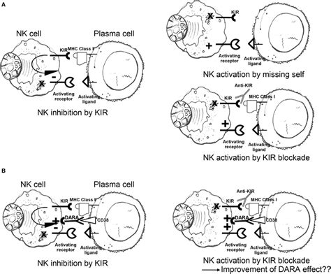 A Engagement Of Self Mhc Class I By Inhibitory Kir Results In