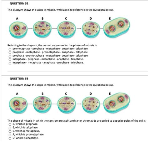 Centromere Prophase Mitosis
