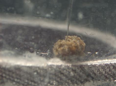 Microsensor In Aggregate IMAGE EurekAlert Science News Releases